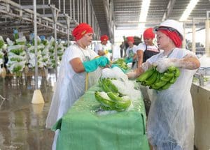 PBGEA | Pilipino Banana Growers & Exporters Association., Inc.